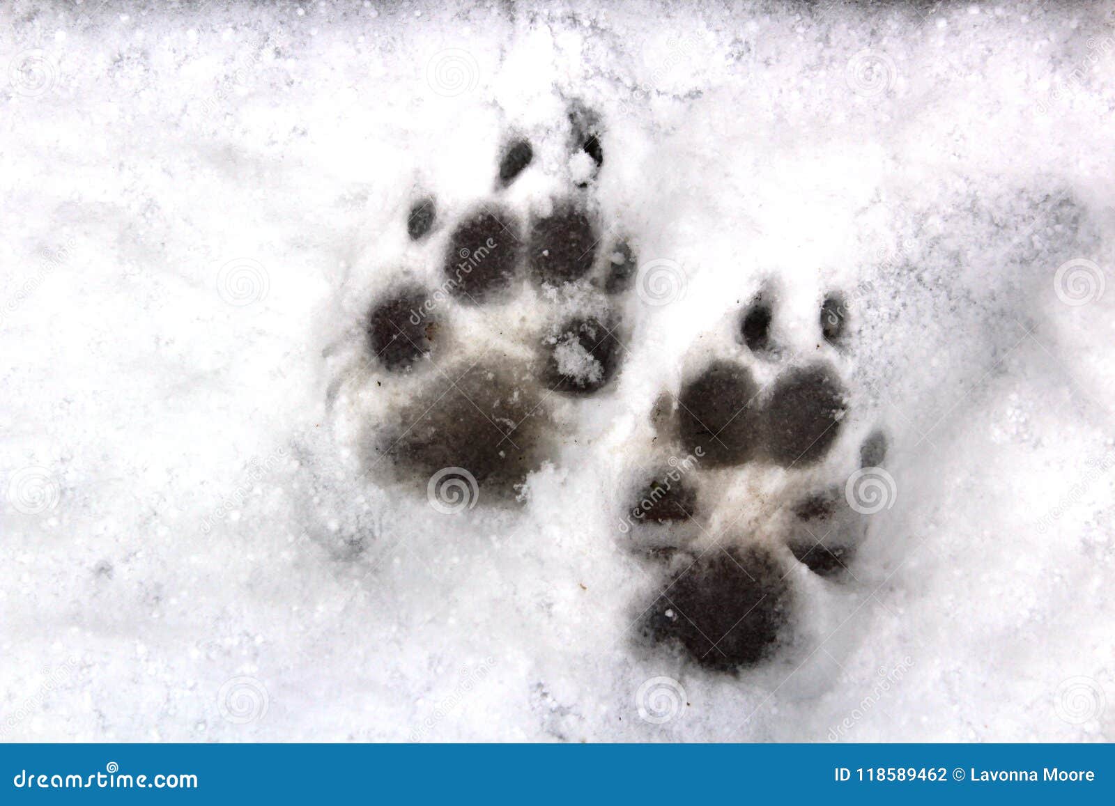 Wolf Paw Print In Snow