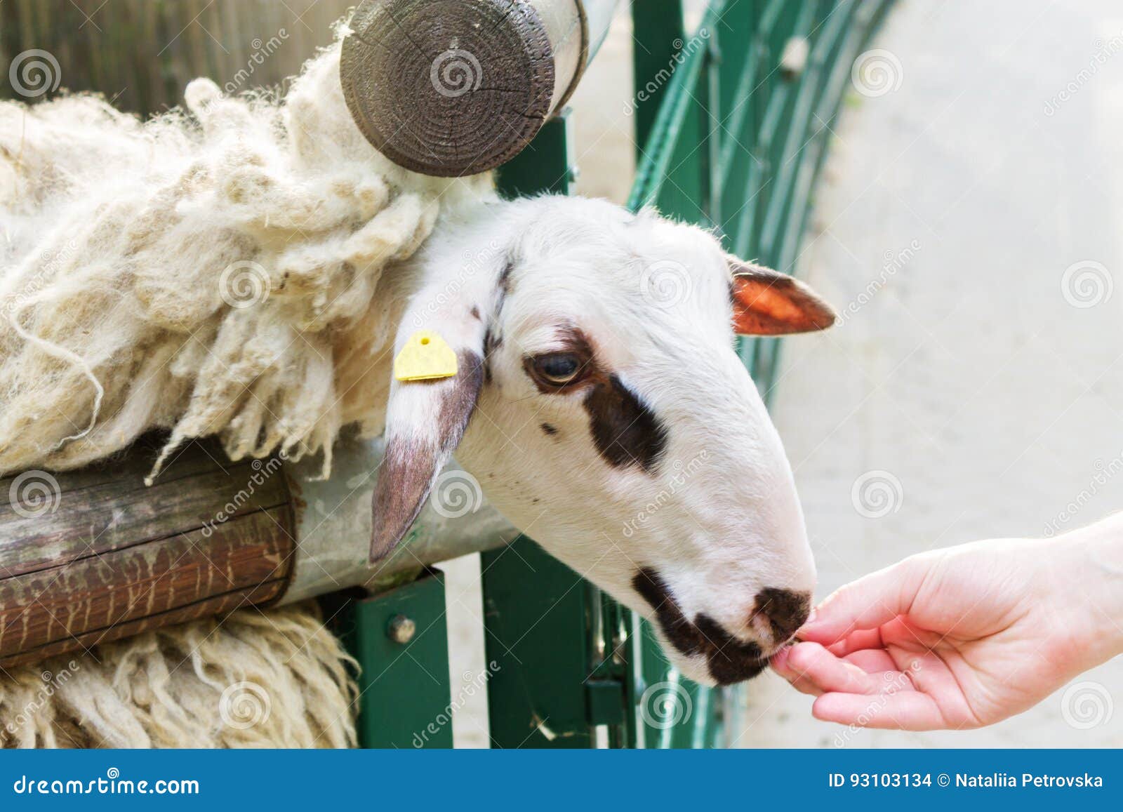 Animal ram sheep stock photo. Image of grass, horizontal - 93103134