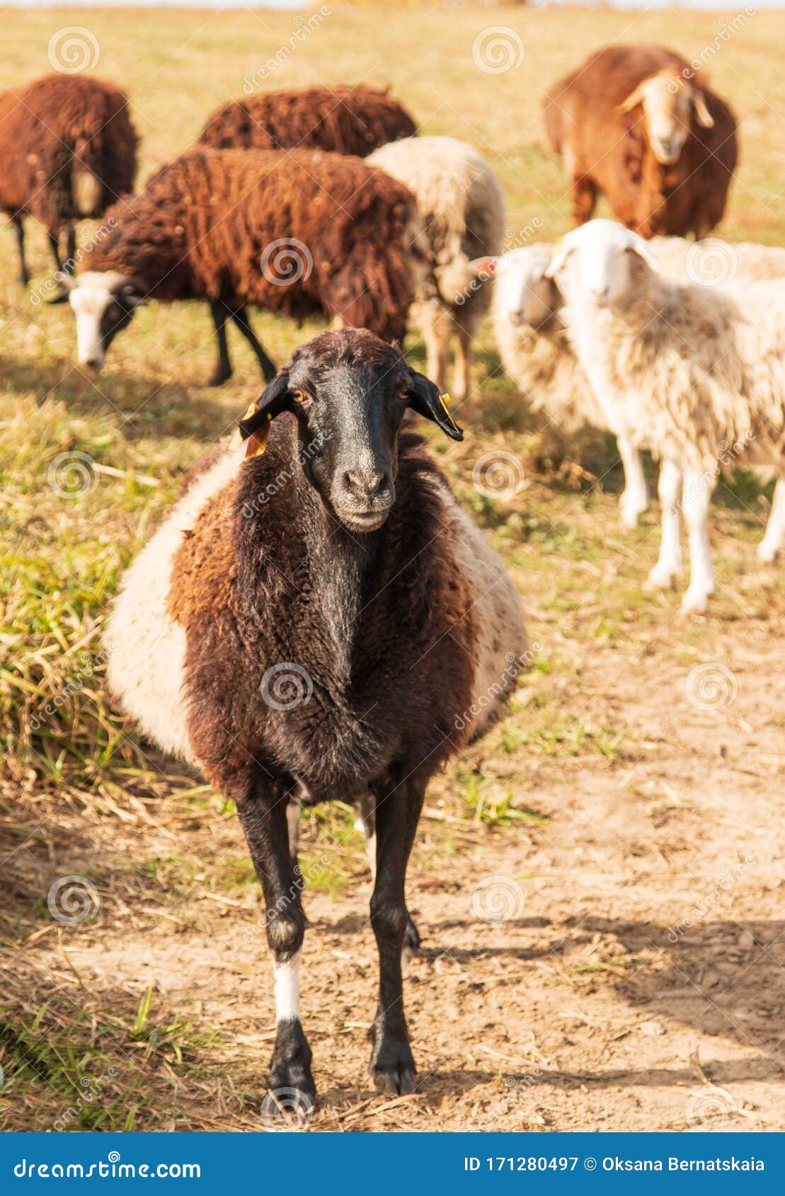 Animal ram for a walk stock image. Image of walk, meat - 171280497