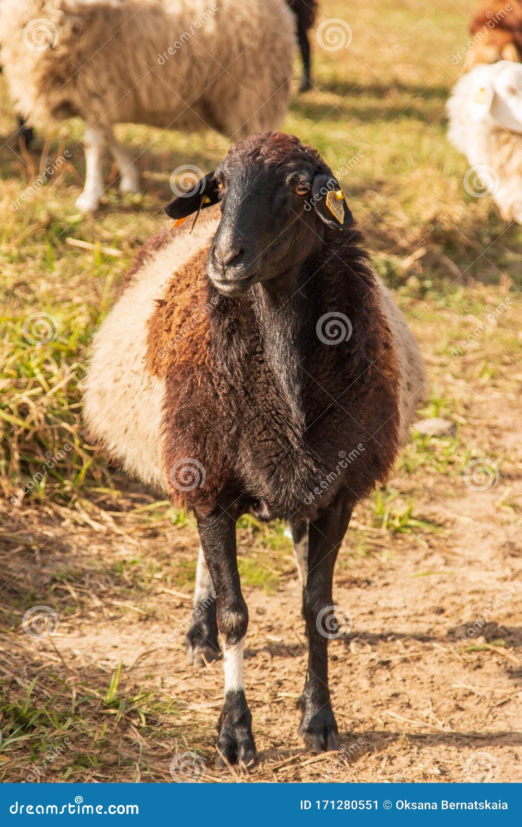 Animal ram for a walk stock image. Image of grass, sheep - 171280551