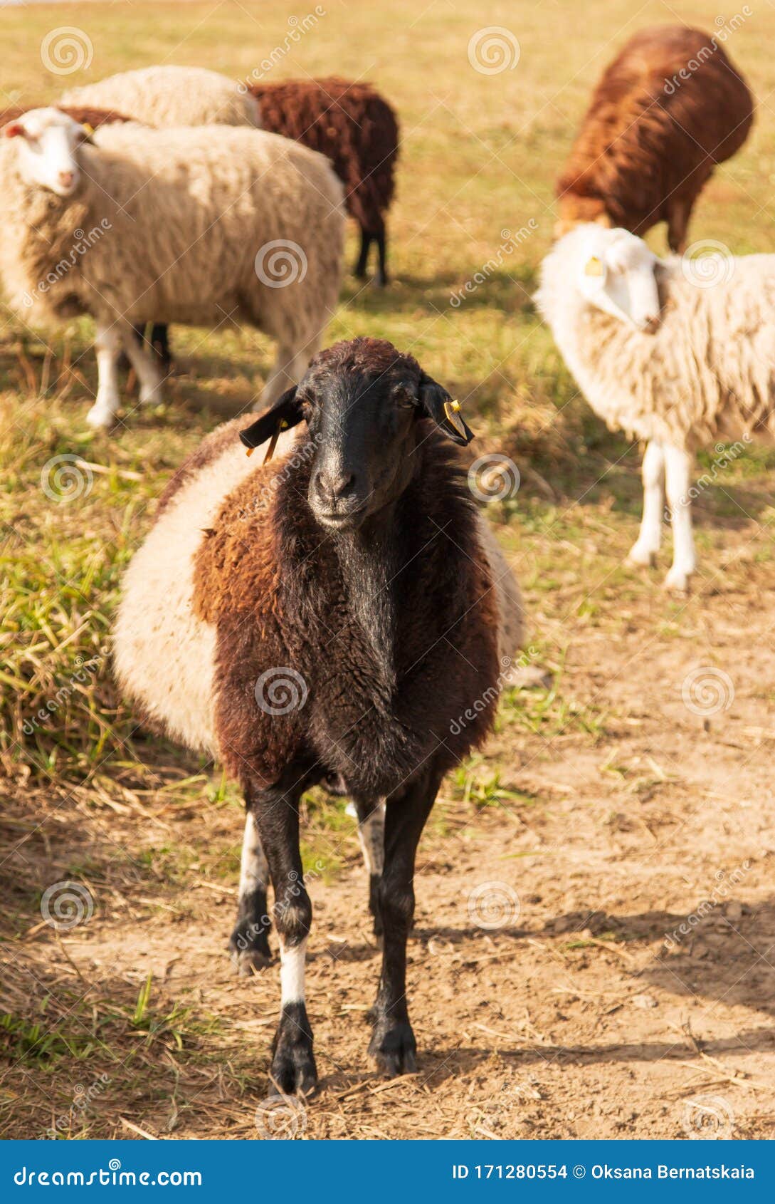 Animal ram for a walk stock photo. Image of black, brown - 171280554