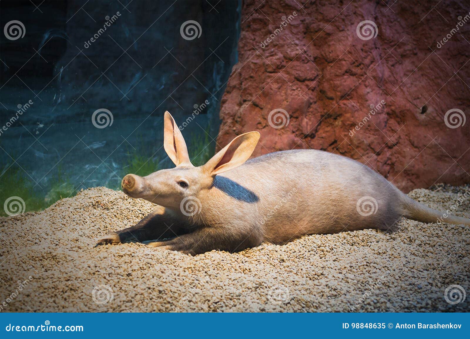 Animal raro extraño imagen de archivo. Imagen de cara - 98848635