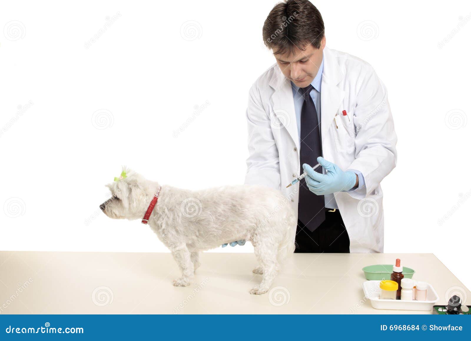 Animal Receiving an Injection Stock Photo - Image of occupation ...