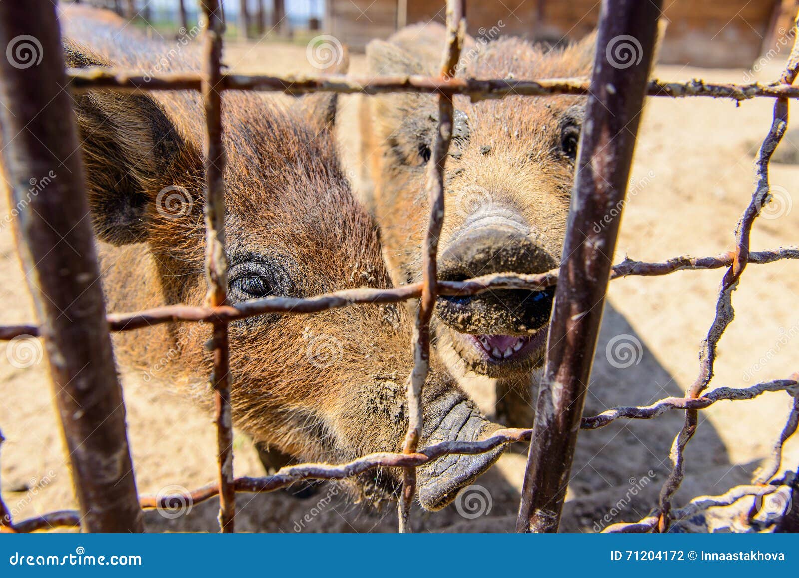 Animal red pig stock photo. Image of farm, farming, closeup - 71204172