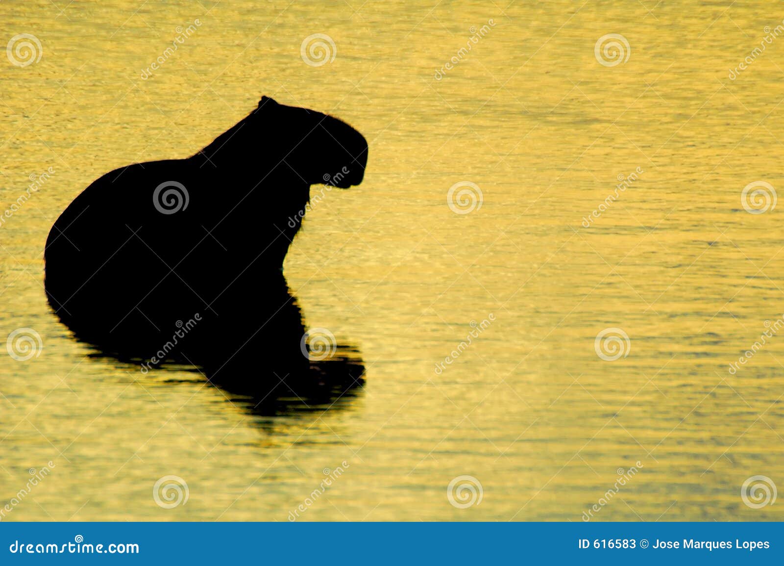 Animal reflex stock image. Image of wallpaper, nature, lake - 616583