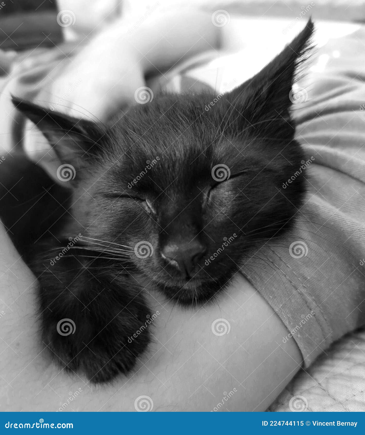 A Black Cat Having a Rest in Arms Stock Image - Image of arms, rest ...