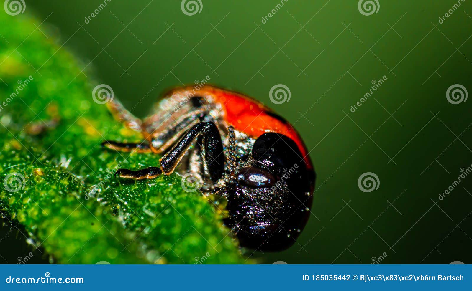 Elongated Ladybug Photos - Free & Royalty-Free Stock Photos from Dreamstime