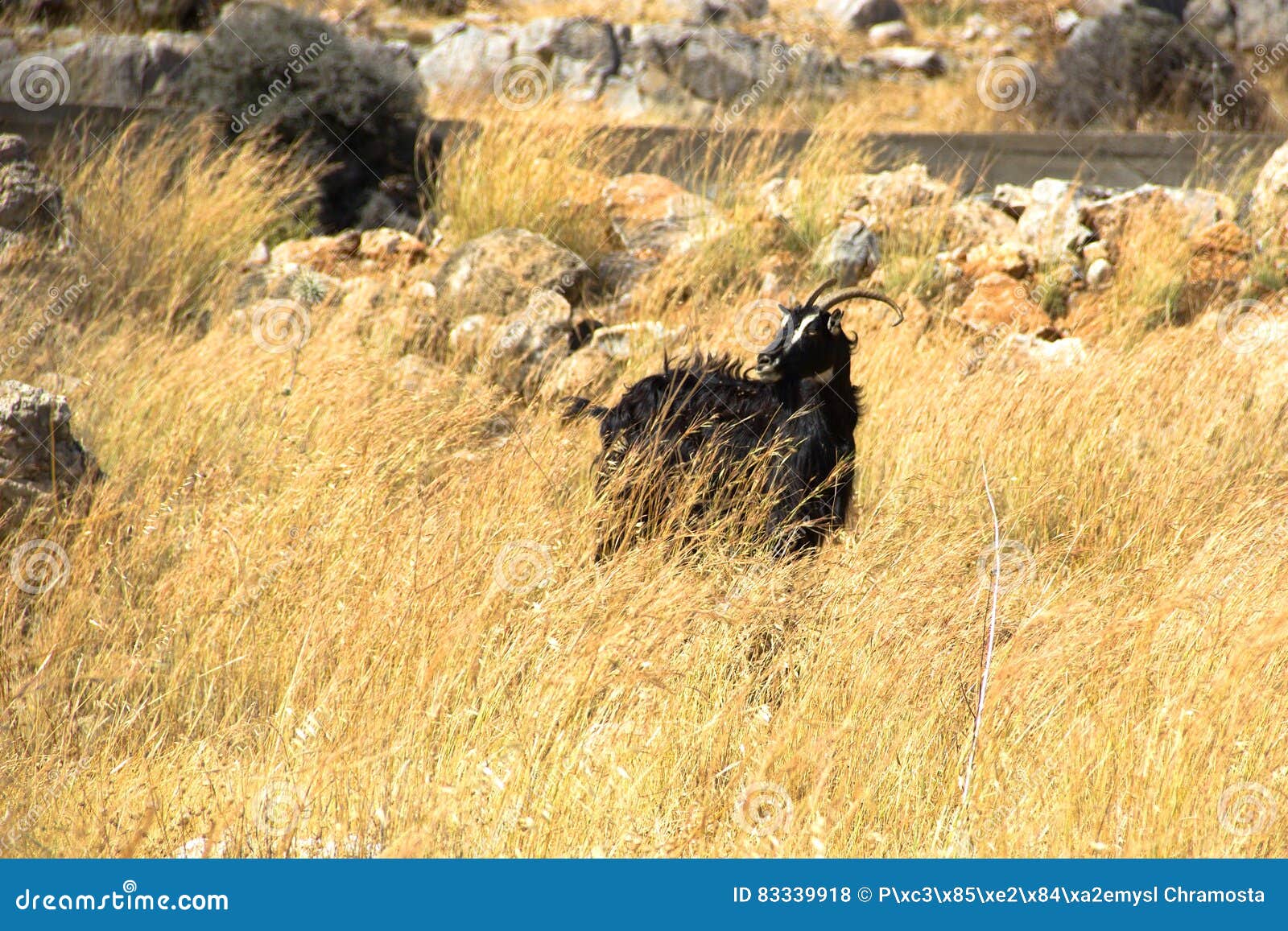 Animal stock photo. Image of rhodos, animal, summer, greece - 83339918