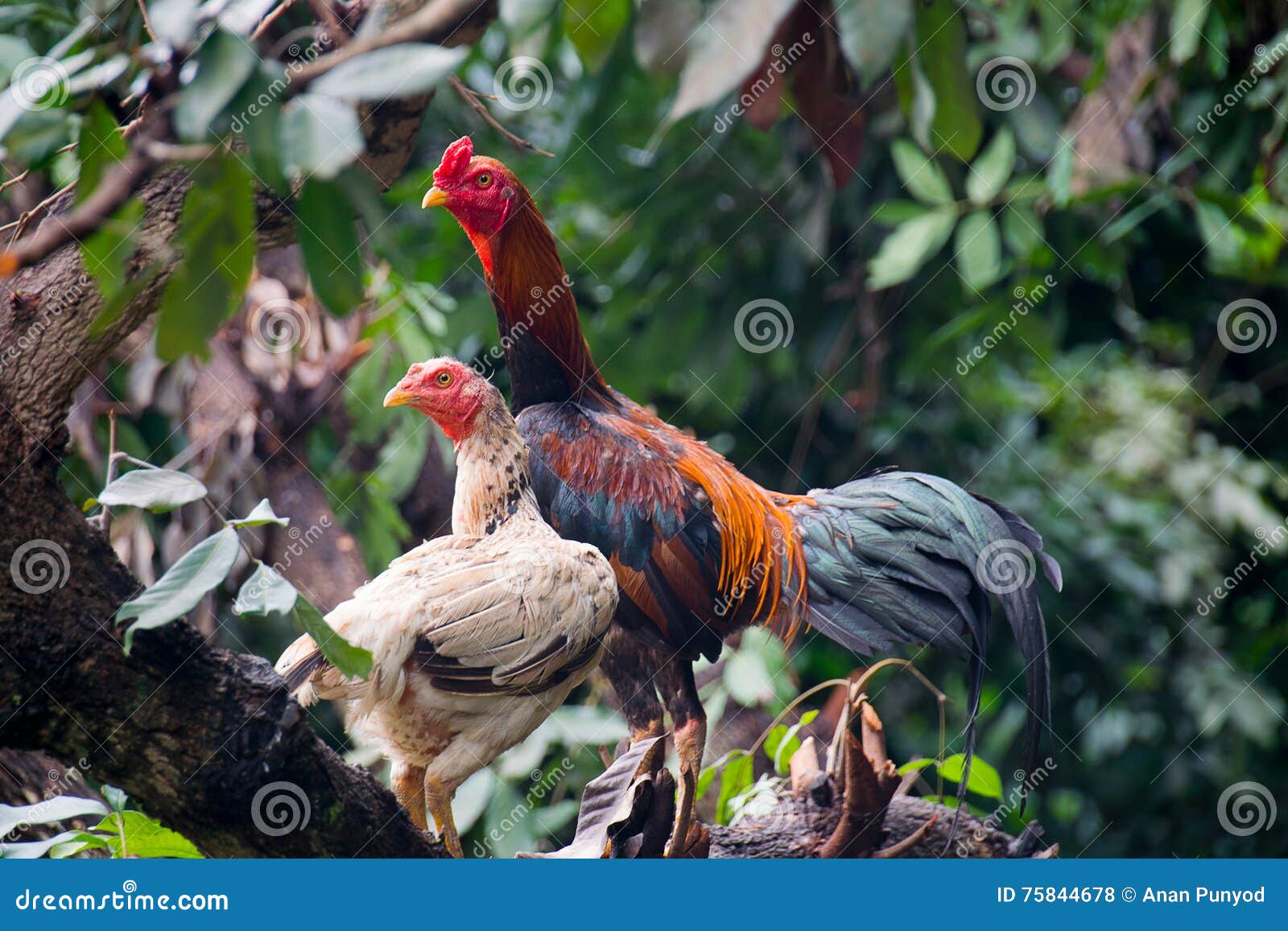 Animal - Rooster and Hen on Tree Stock Photo - Image of crowing, male ...