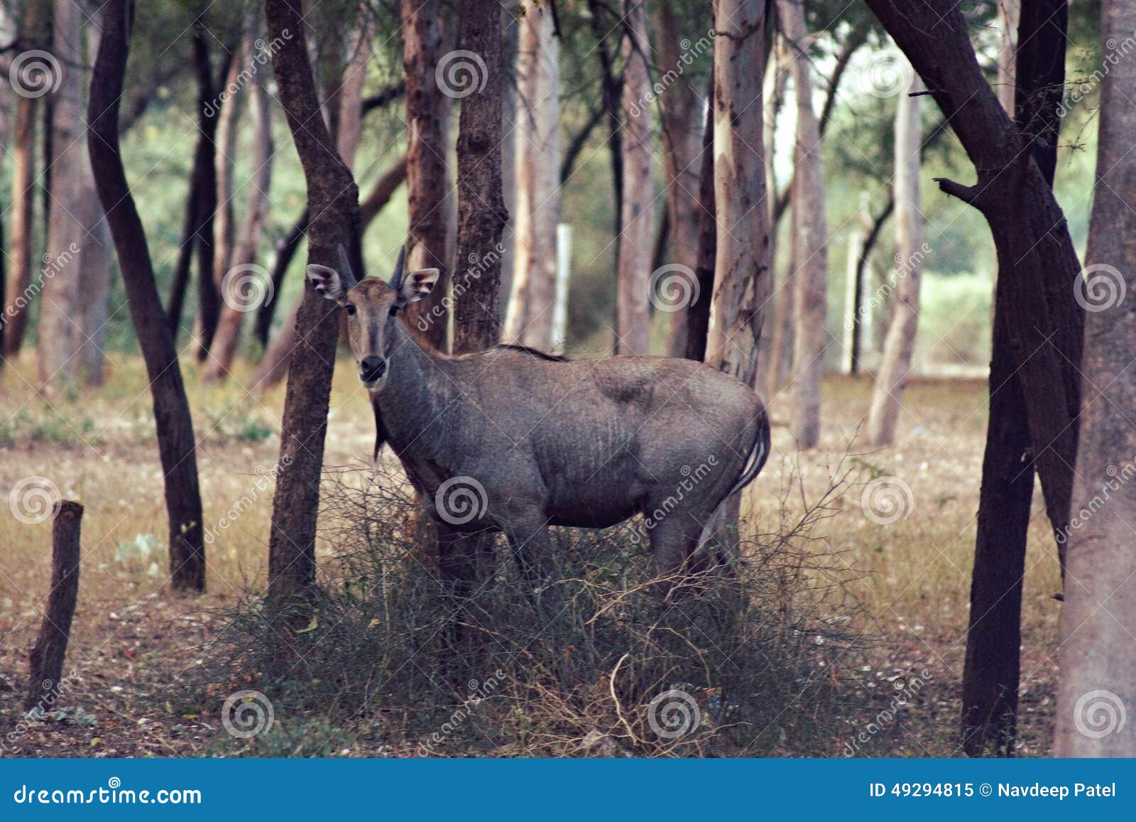 Animal Roz stock image. Image of dslr, animal, forest - 49294815