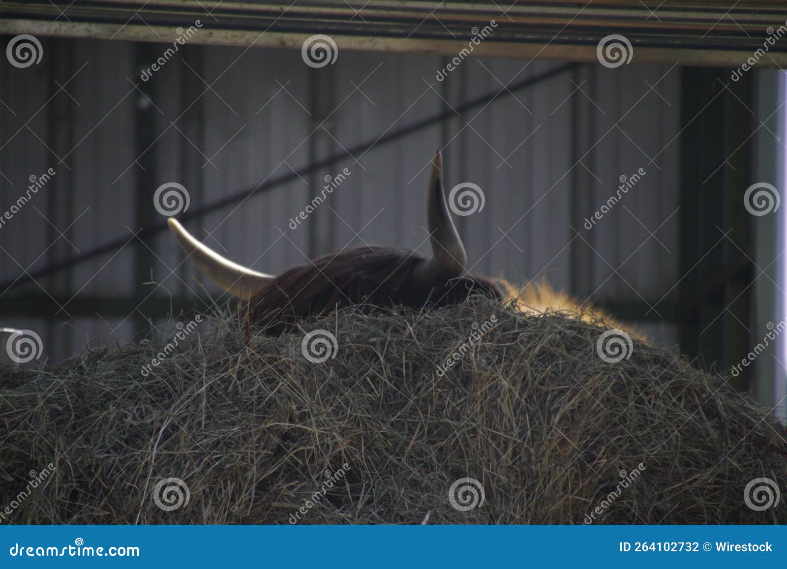 Animal S Horns Appearing Behind a Stack of Hay Stock Photo - Image of ...