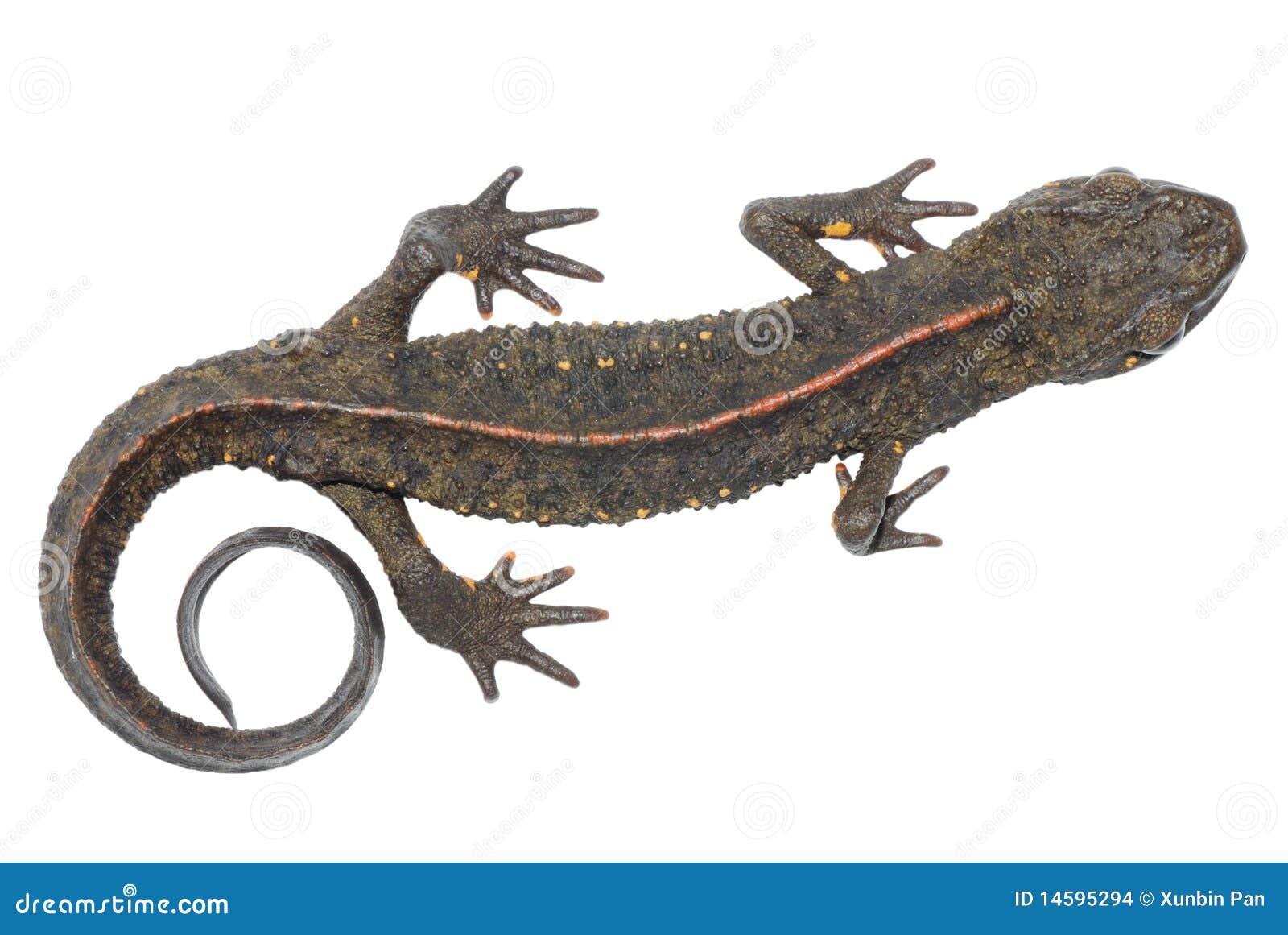 Animal salamander stock photo. Image of critter, detail - 14595294