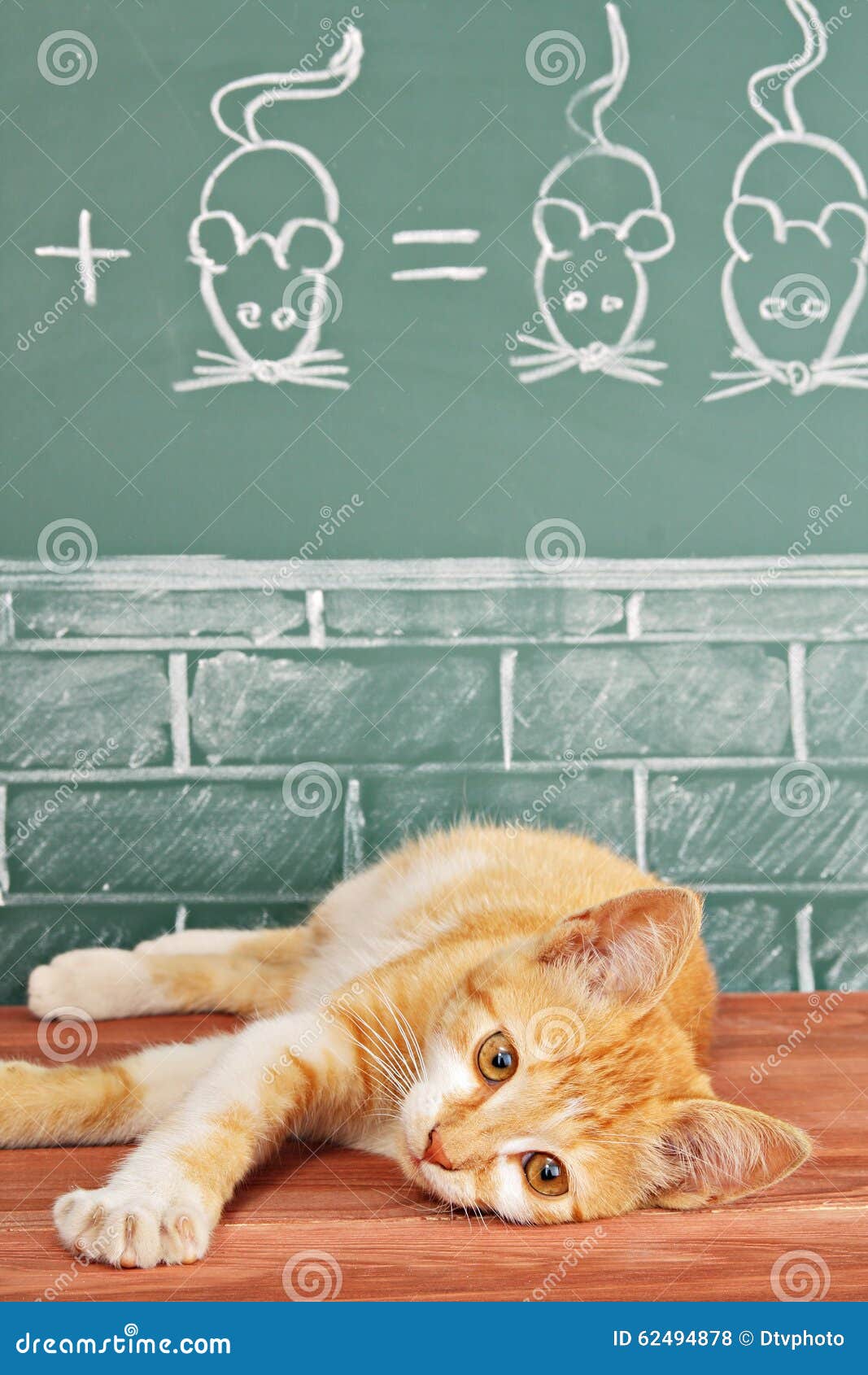 Cat Studied Mathematics Stock Image | CartoonDealer.com #90229921