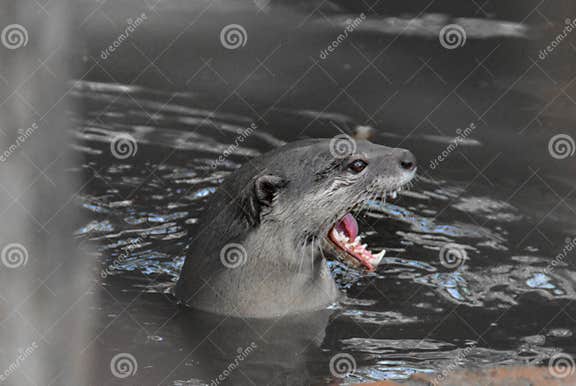 Animal scream stock image. Image of sharp, wilderness - 96855749