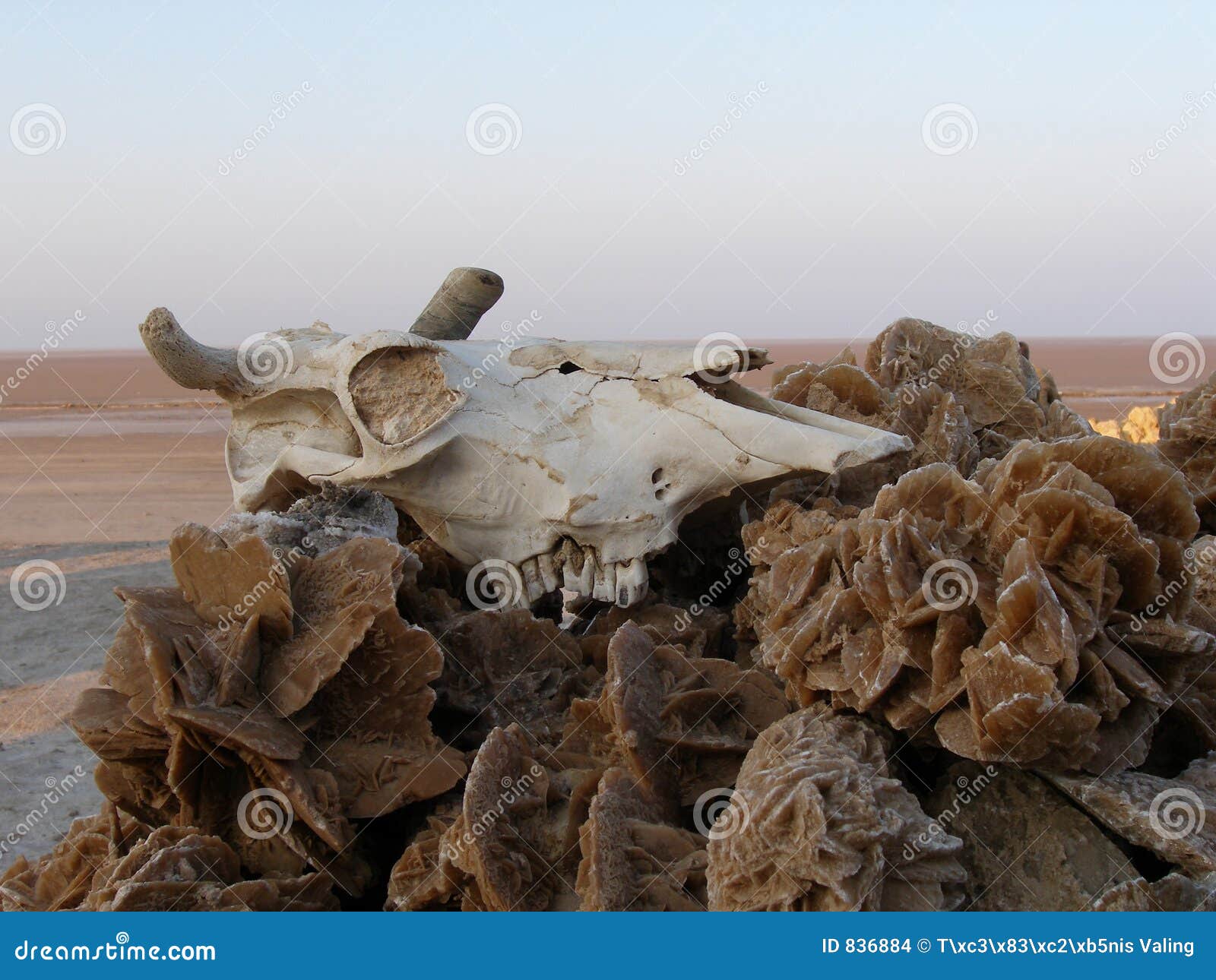 Animal scull stock photo. Image of dryness, grey, lake - 836884