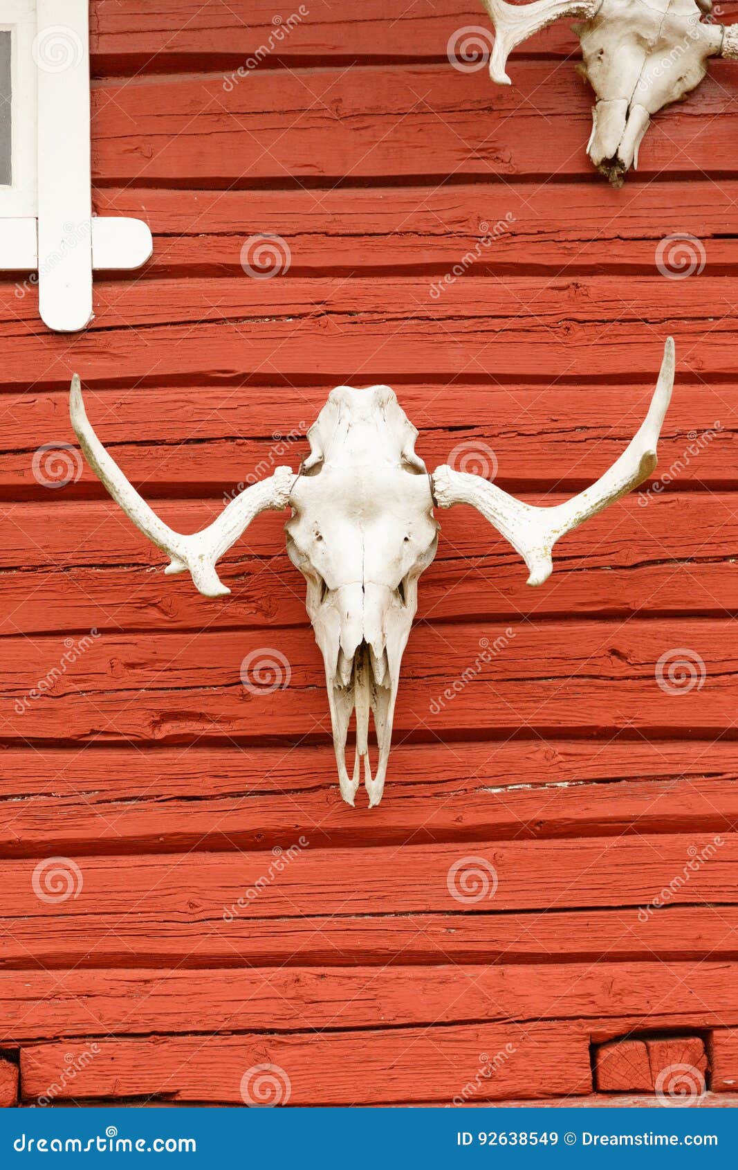 Animal Scull on the Wall stock image. Image of decoration - 92638549