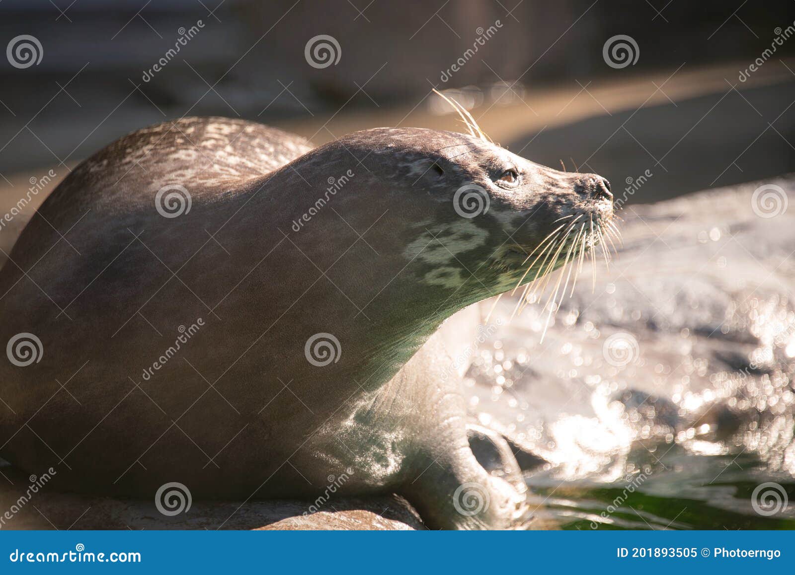 An Animal Sea Lion Looking Forward with Backlight Lighting Stock Image ...