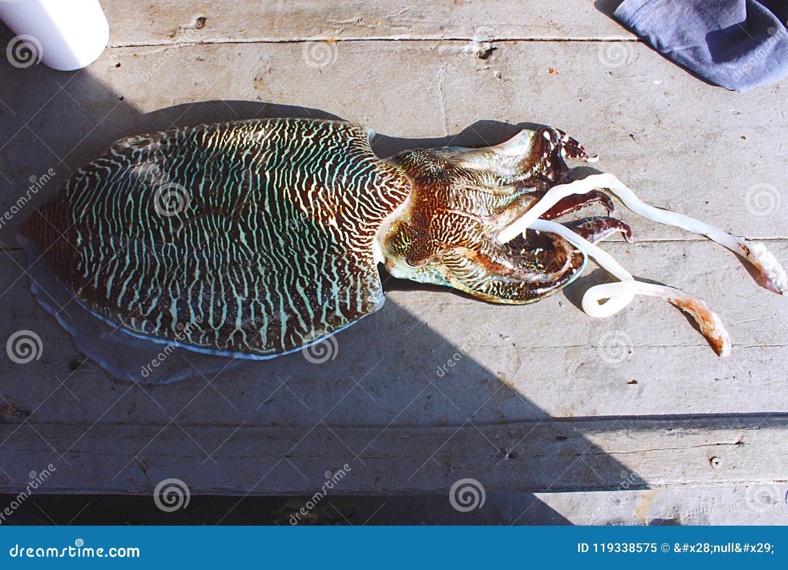 Animal stock image. Image of animal, deep, sepiida, squid - 119338575