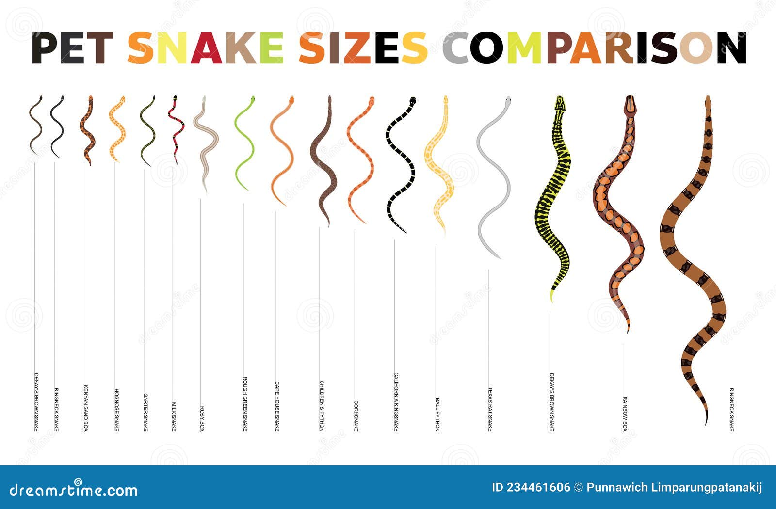 Animal Serpent Taille De L'animal Animal Animal Taille De L'animal ...