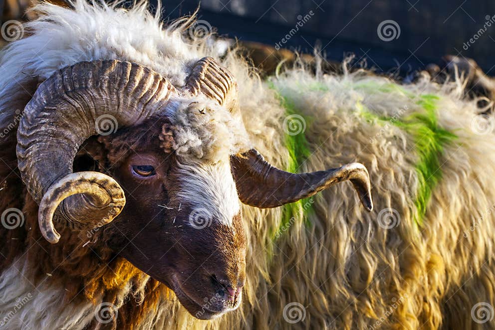 Animal Sheep stock image. Image of bazaar, animals, livestock - 91379587