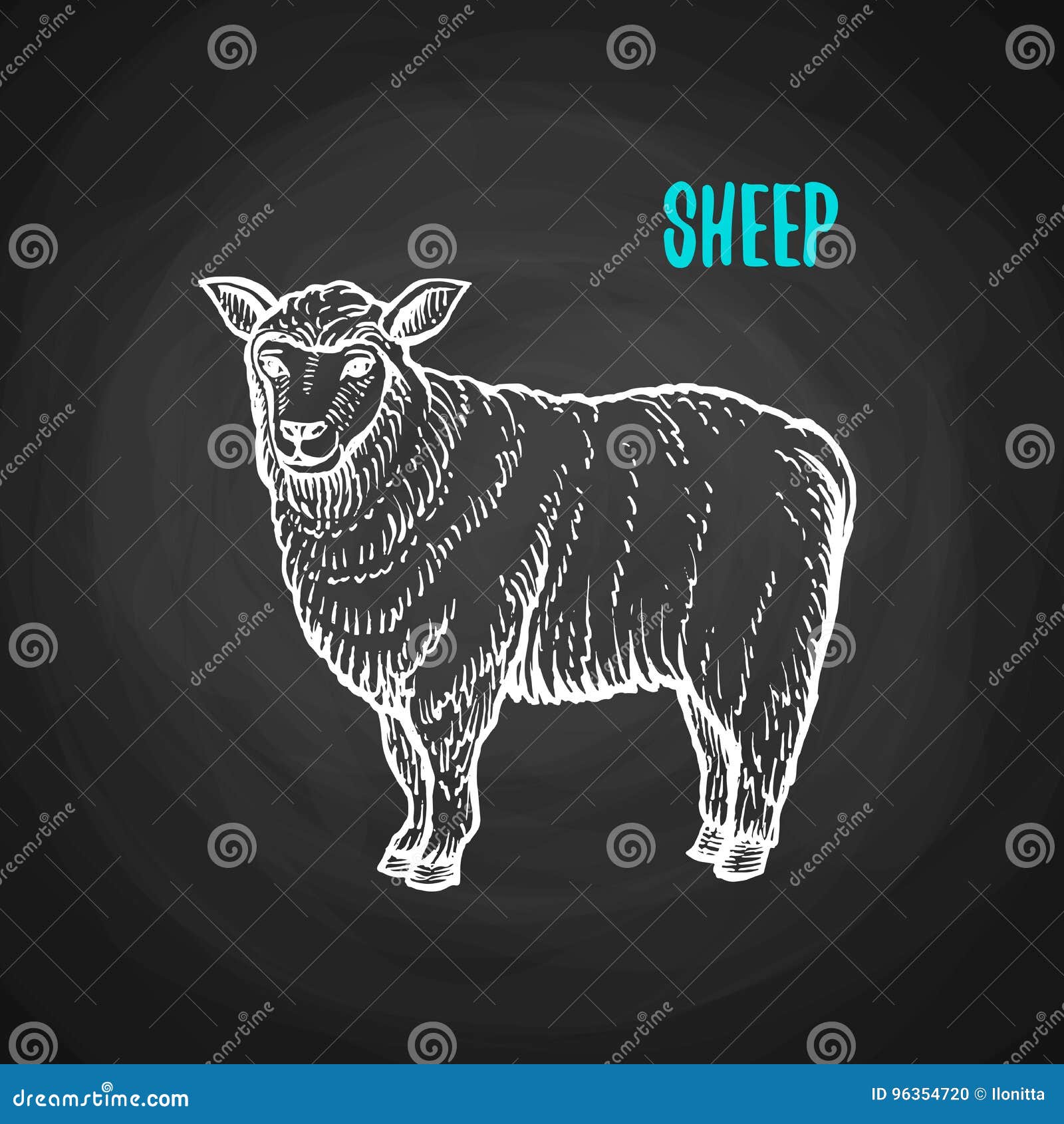 Animal Sheep in Chalk Style on Blackboard Stock Vector - Illustration ...