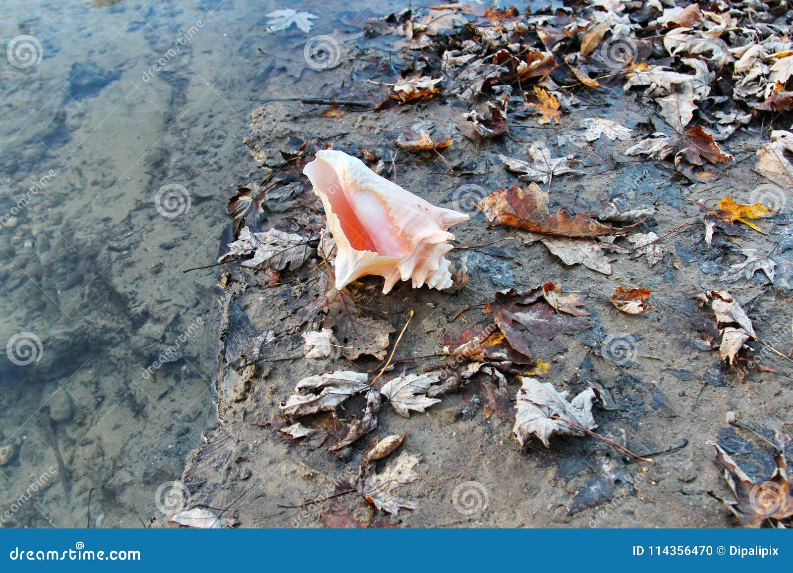 An animal shell or Conch stock photo. Image of conch - 114356470