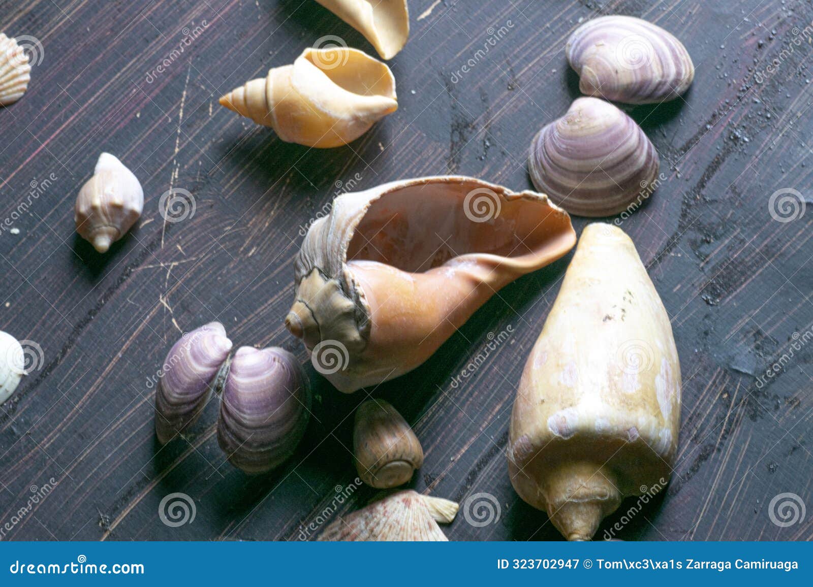 Animal Shell on a Dark Table Seashell Stock Image - Image of bivalve ...