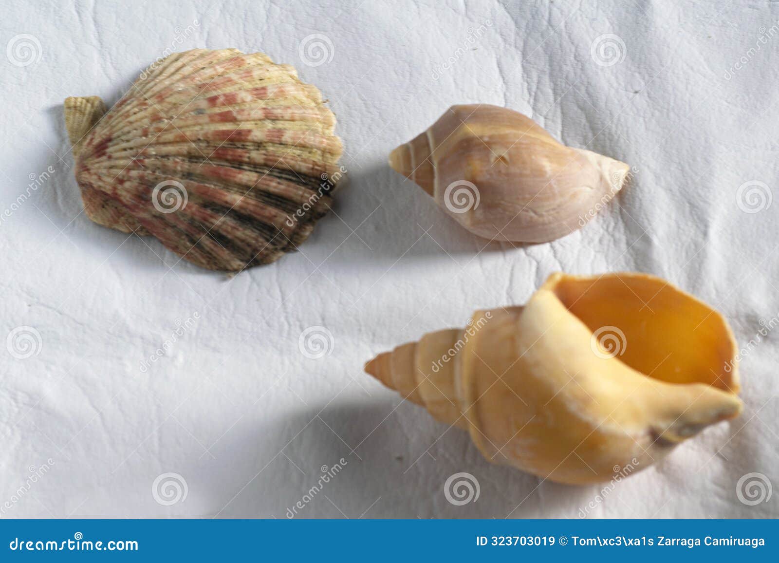 Animal Shell on a White Background Stock Image - Image of shell, animal ...