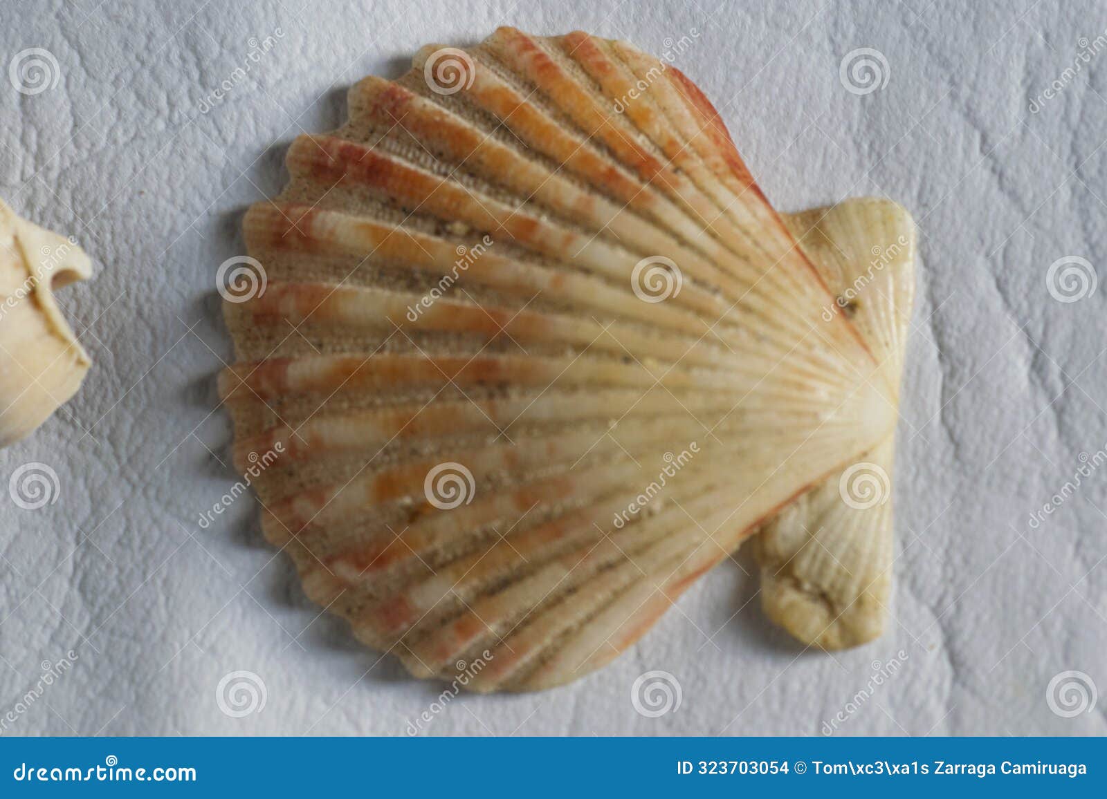 Animal Shells on a White Background Seashell Stock Photo - Image of ...