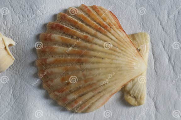 Animal Shells on a White Background Seashell Stock Photo - Image of ...