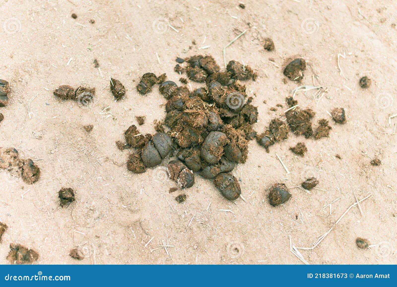 Animal shit at the farm stock image. Image of country - 218381673