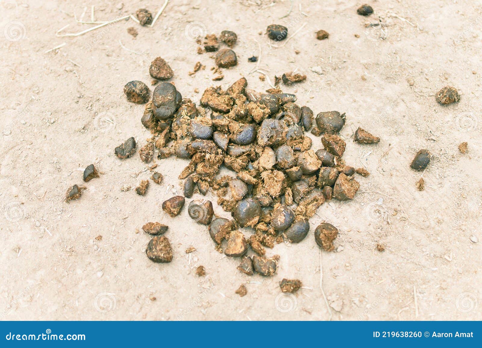 Animal shit at the farm stock photo. Image of park, agriculture - 219638260