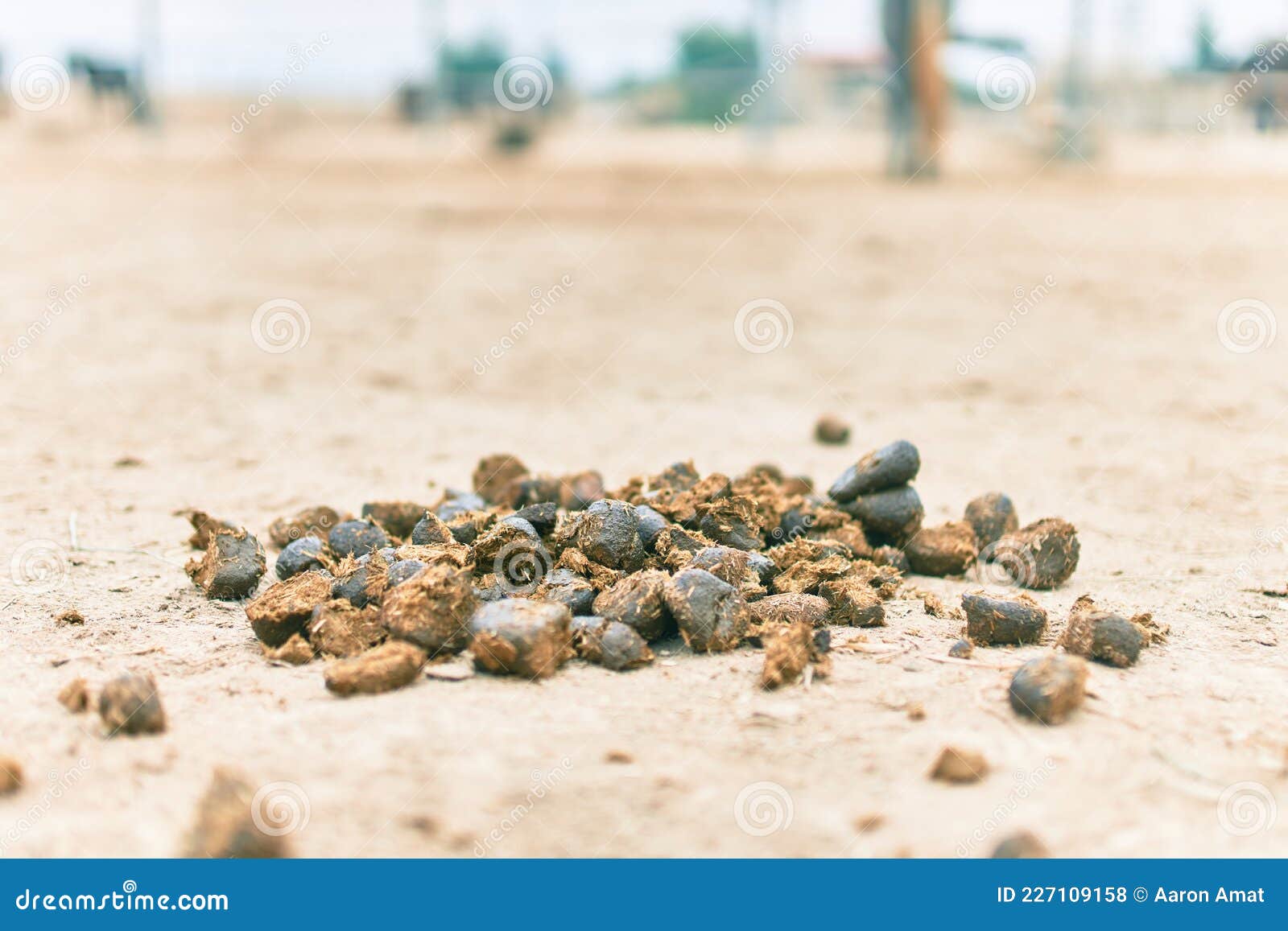 Animal shit at the farm stock photo. Image of country - 227109158