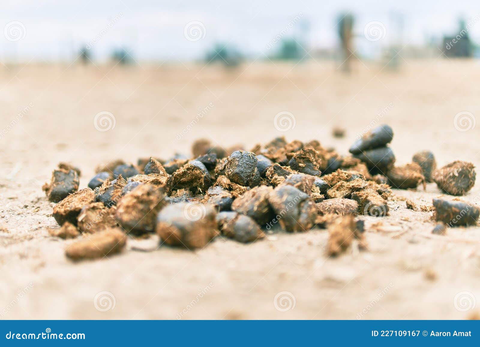 Animal shit at the farm stock image. Image of land, agriculture - 227109167