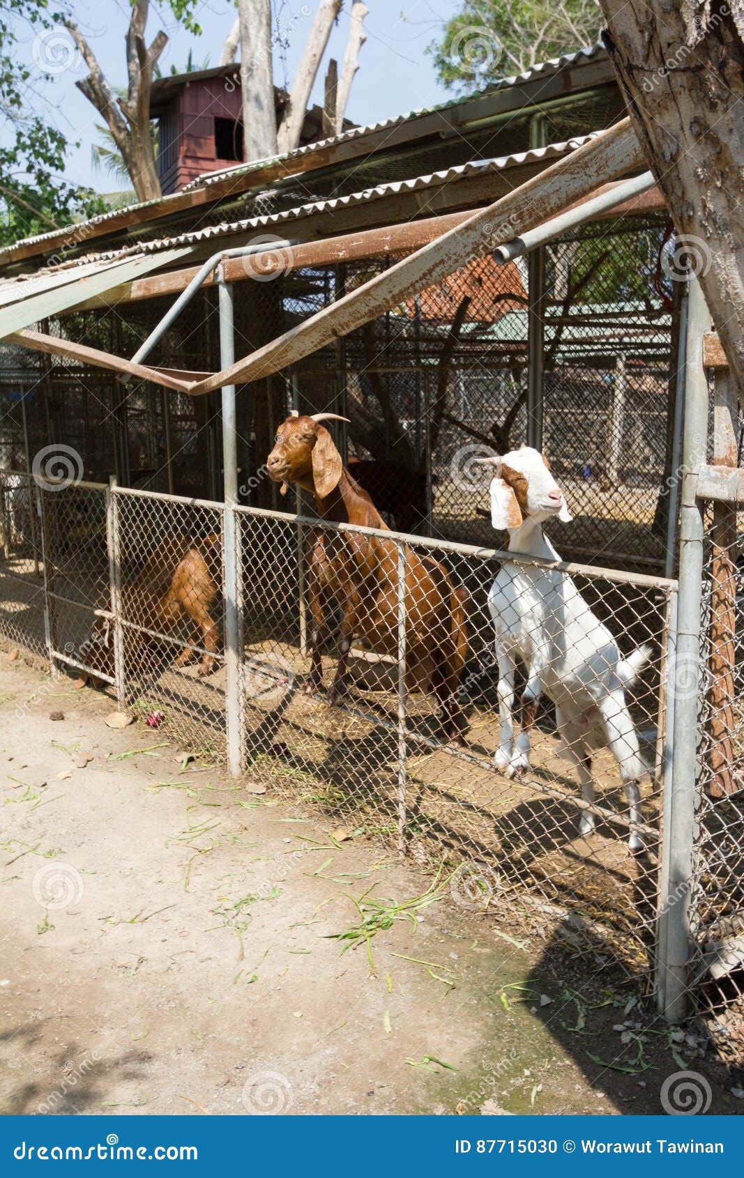 Animal,sick,farm stock photo. Image of environment, white - 87715030