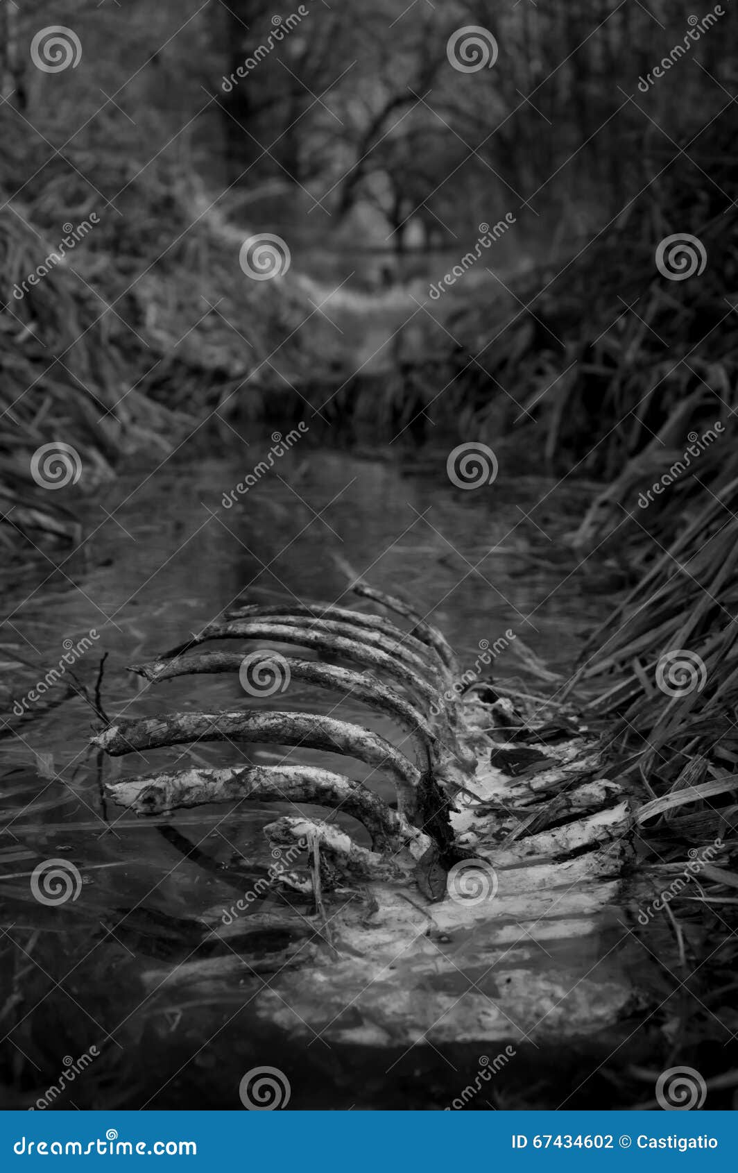 Animal Skeleton in a Ditch Full of Water Stock Photo - Image of nature ...
