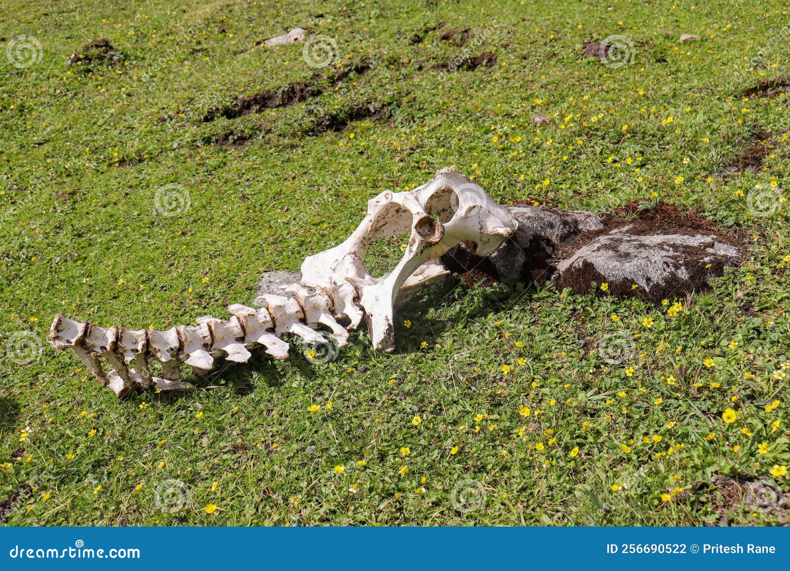Animal skeleton on a grass stock photo. Image of nature - 256690522