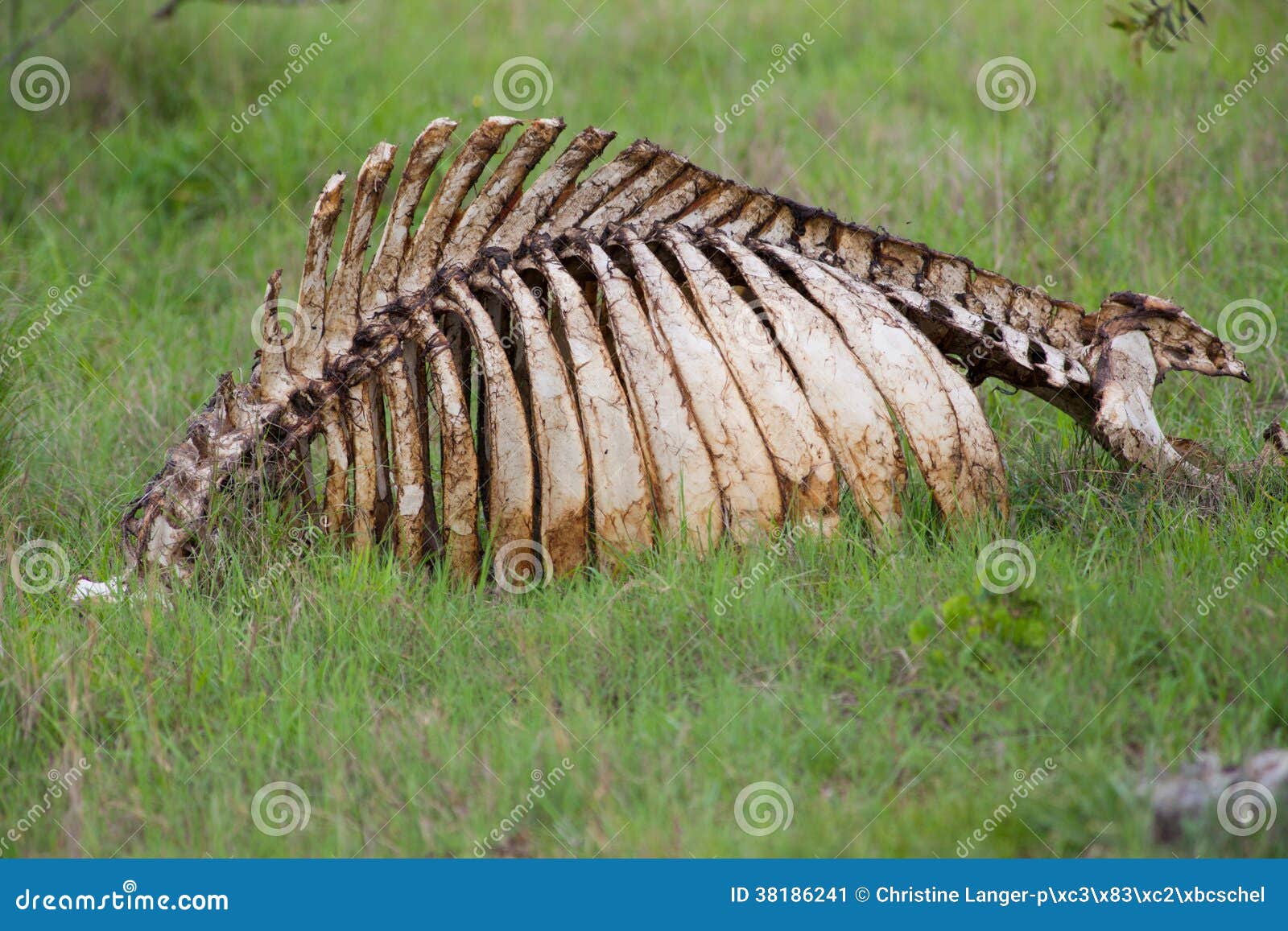 Animal Skeleton Lying in a Grassy Field Stock Image - Image of natural ...