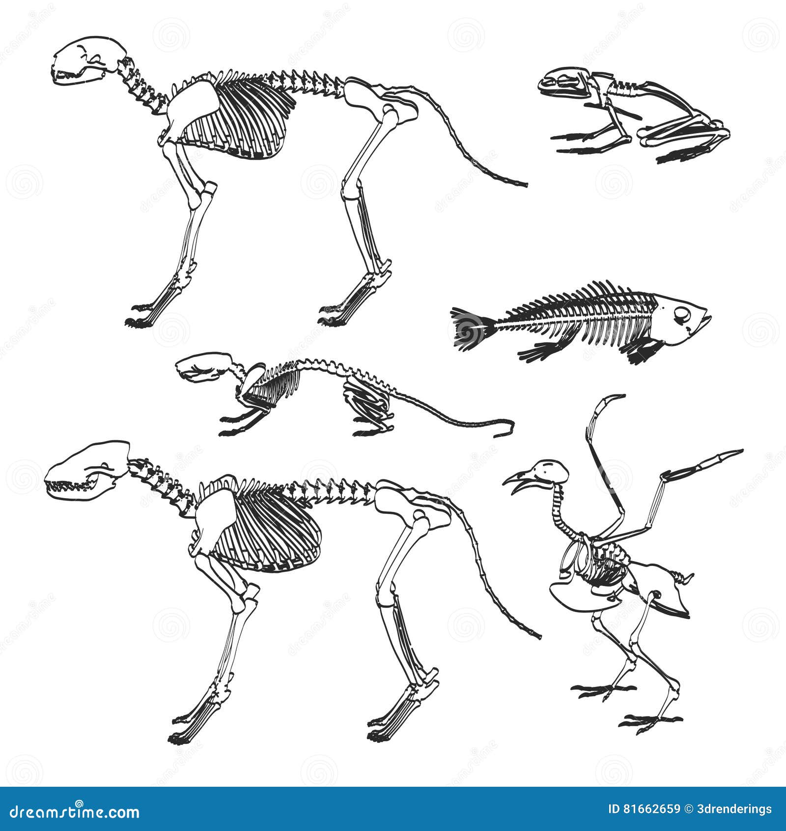 Animal skeletons stock illustration. Illustration of toon - 81662659