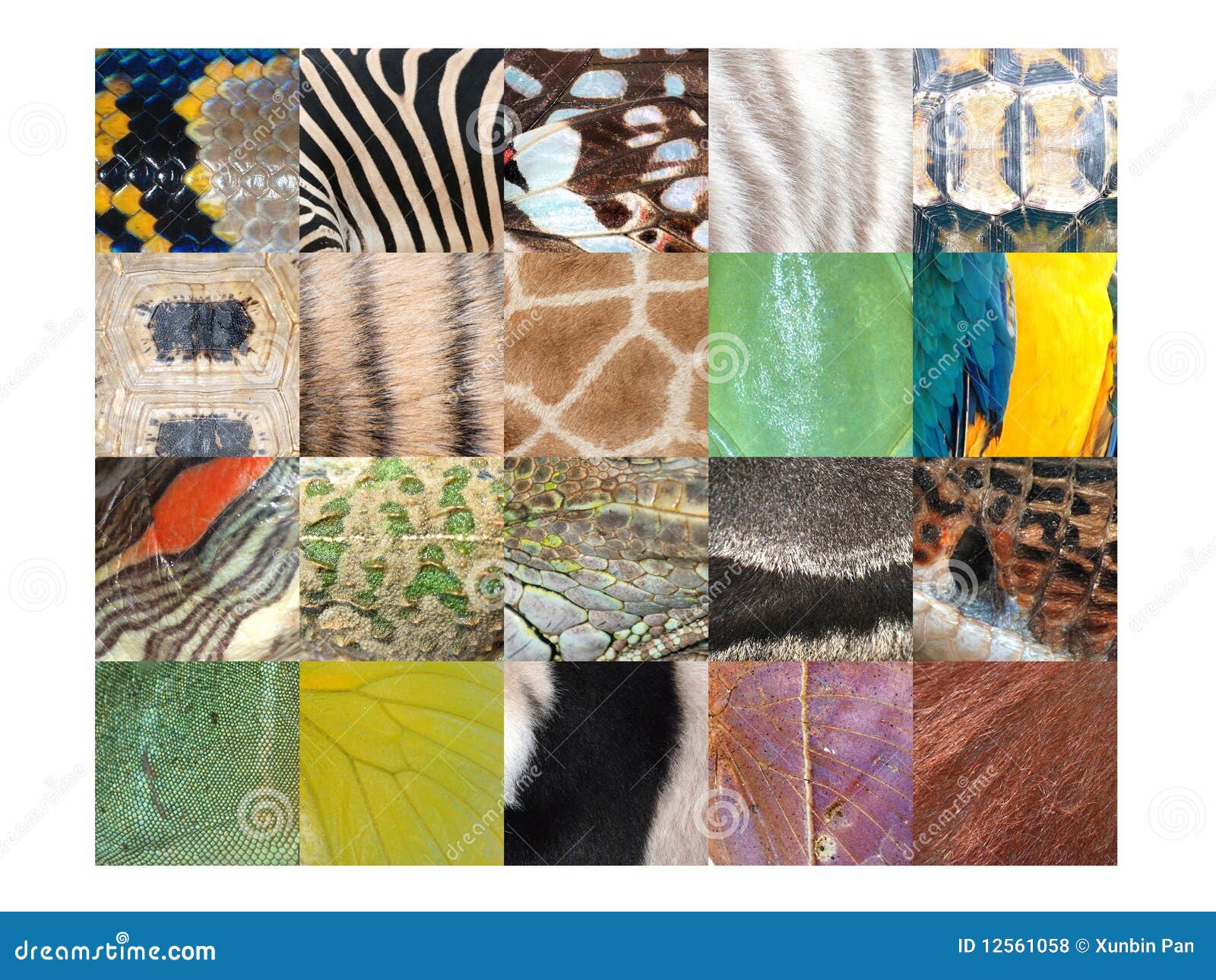 Animal Skin Fur Pattern Detail Collection Stock Photo - Image of ...