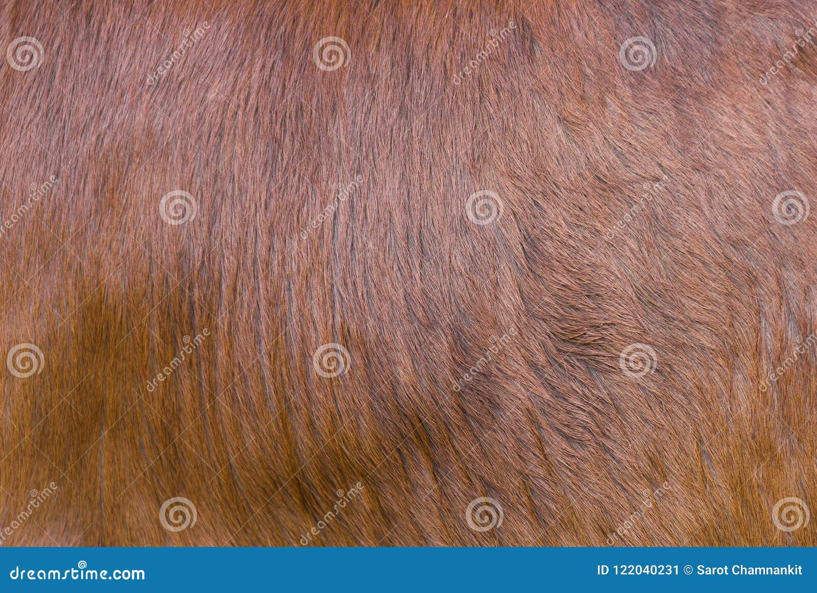 Animal skin texture stock image. Image of skin, furry - 122040231