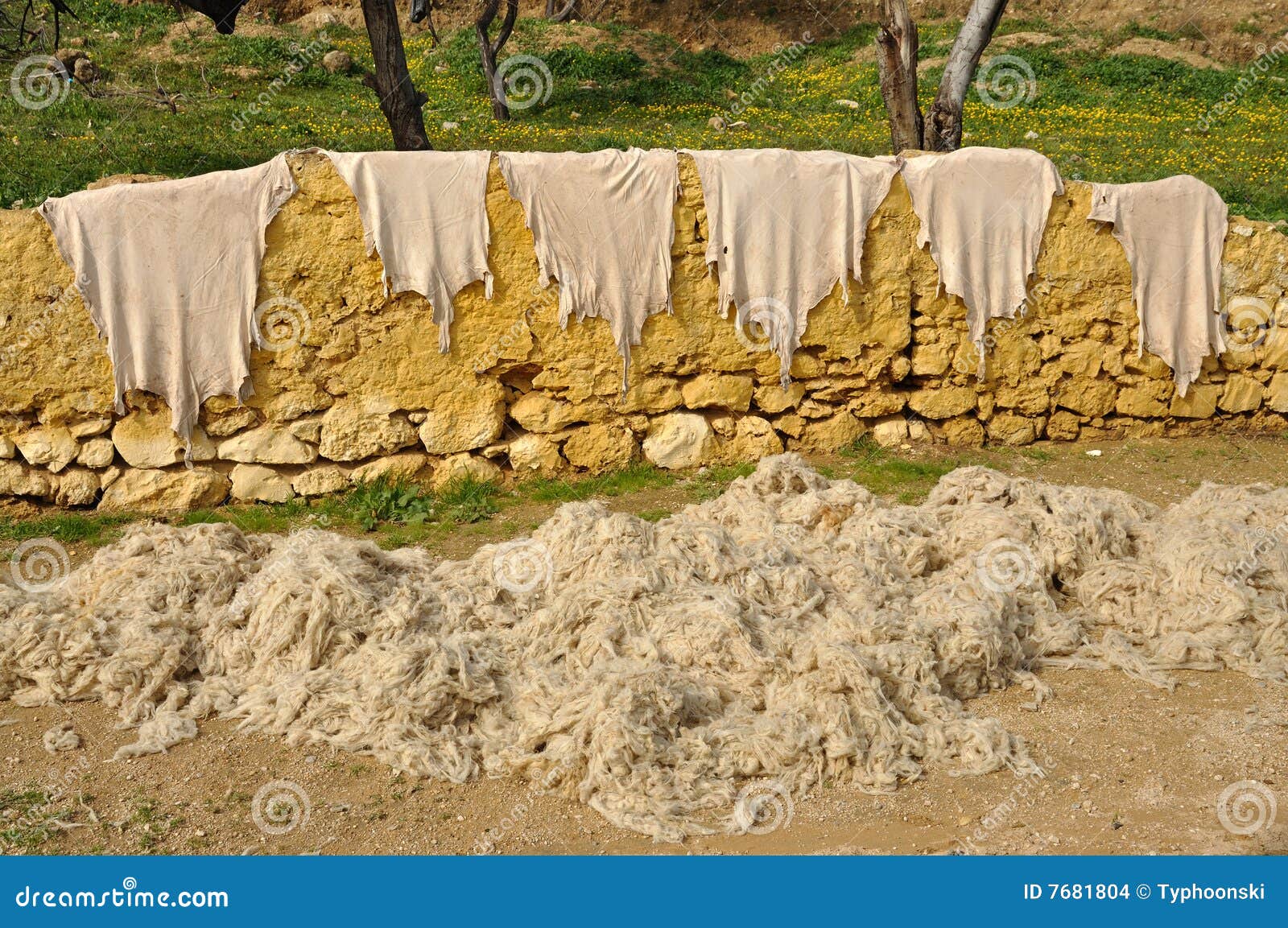 Animal Skins and Wool Drying Outside Stock Photo - Image of wool ...