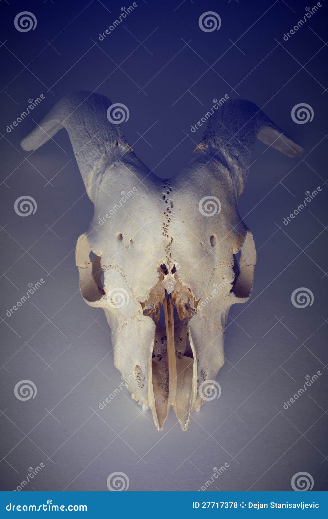 Animal skull stock photo. Image of head, corpse, danger - 27717378