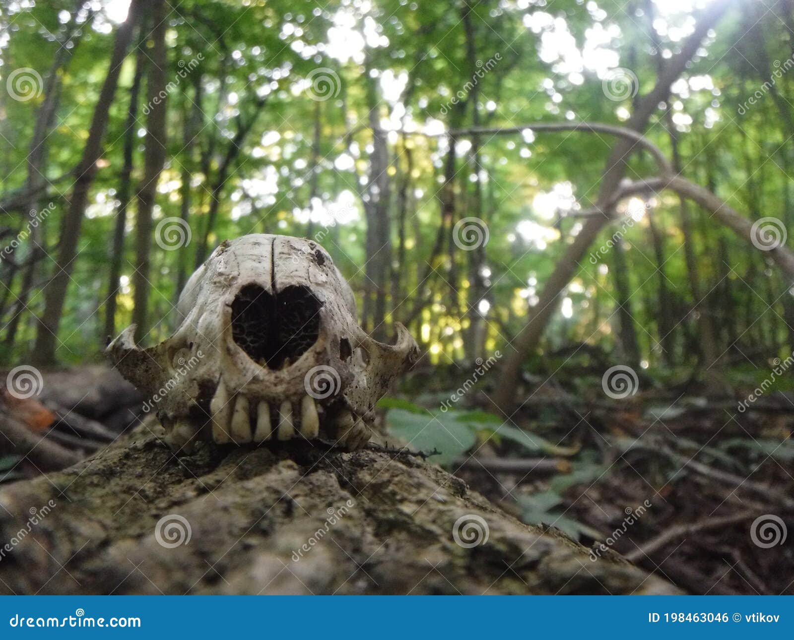 Animal skull in the forest stock photo. Image of fell - 198463046