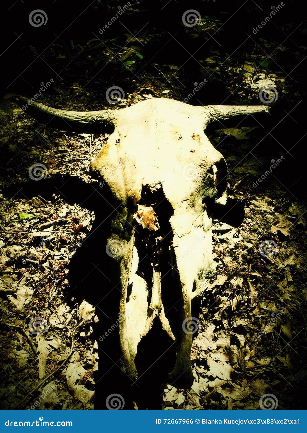 Animal skull in forest. stock photo. Image of view, skulls - 72667966