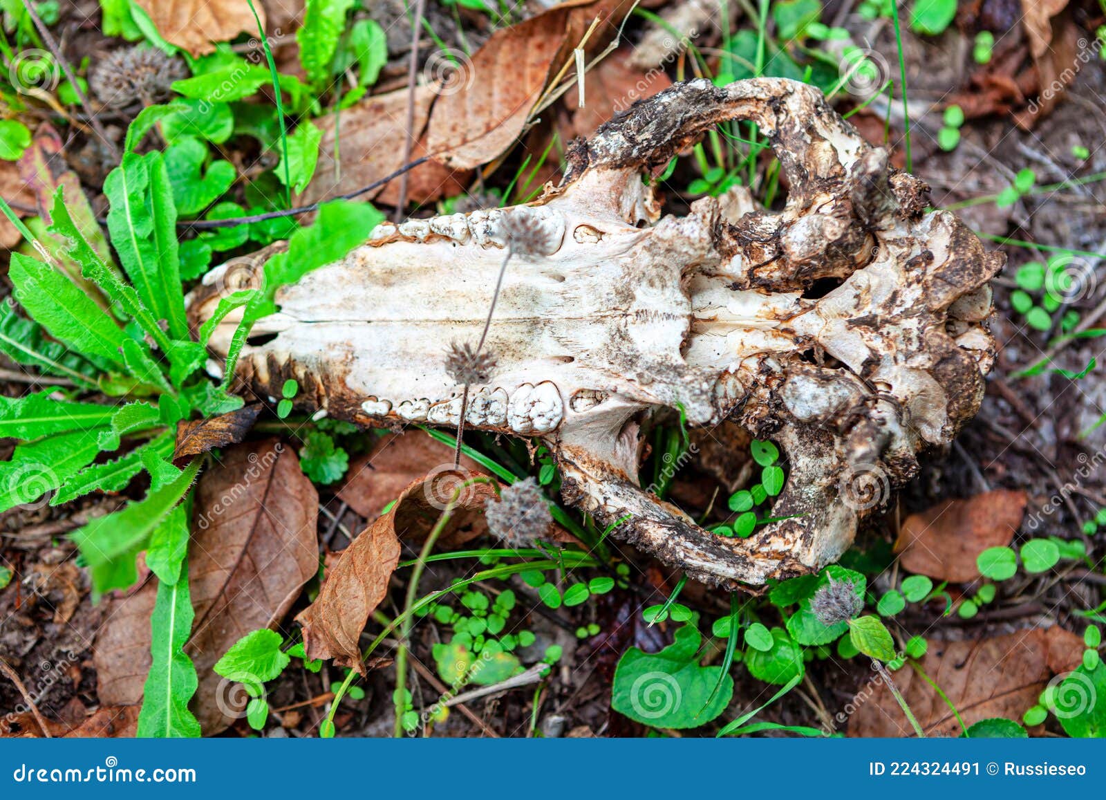 Animal skull in the forest stock image. Image of season - 224324491