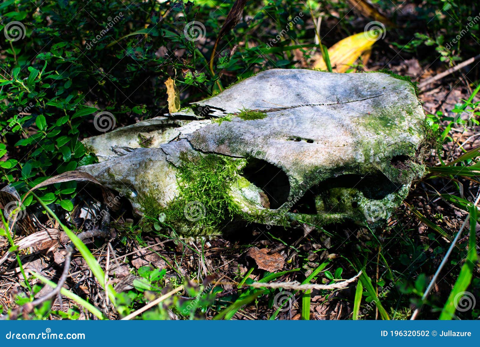 Animal Skull in the Green Grass in the Forest. Elk Skull Covered with ...