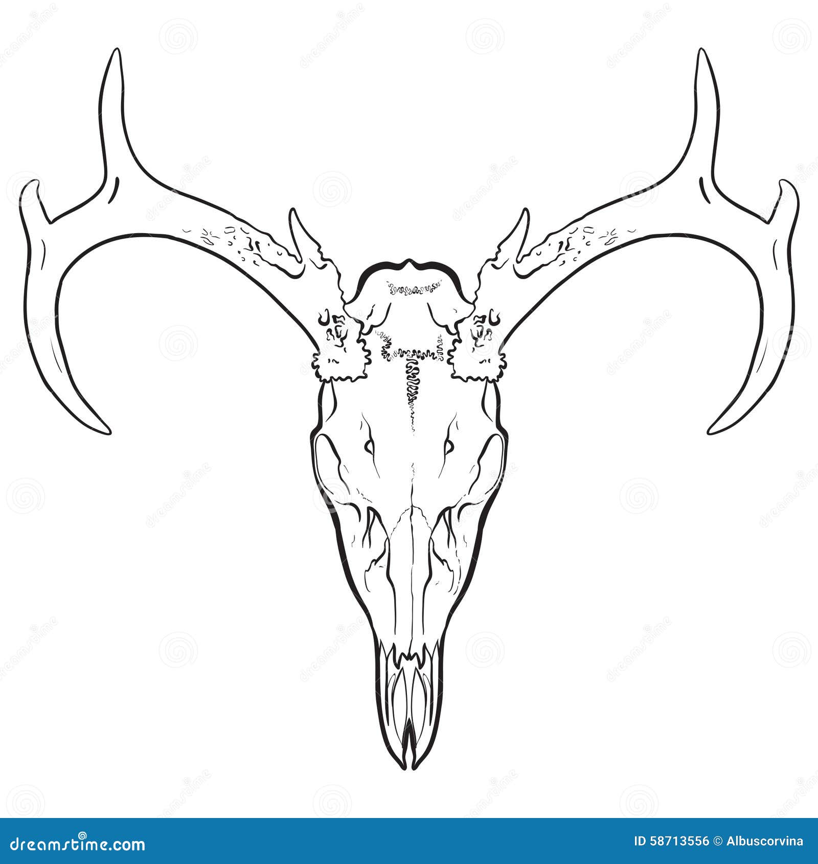 Animal Skull stock illustration. Illustration of cartoon - 58713556