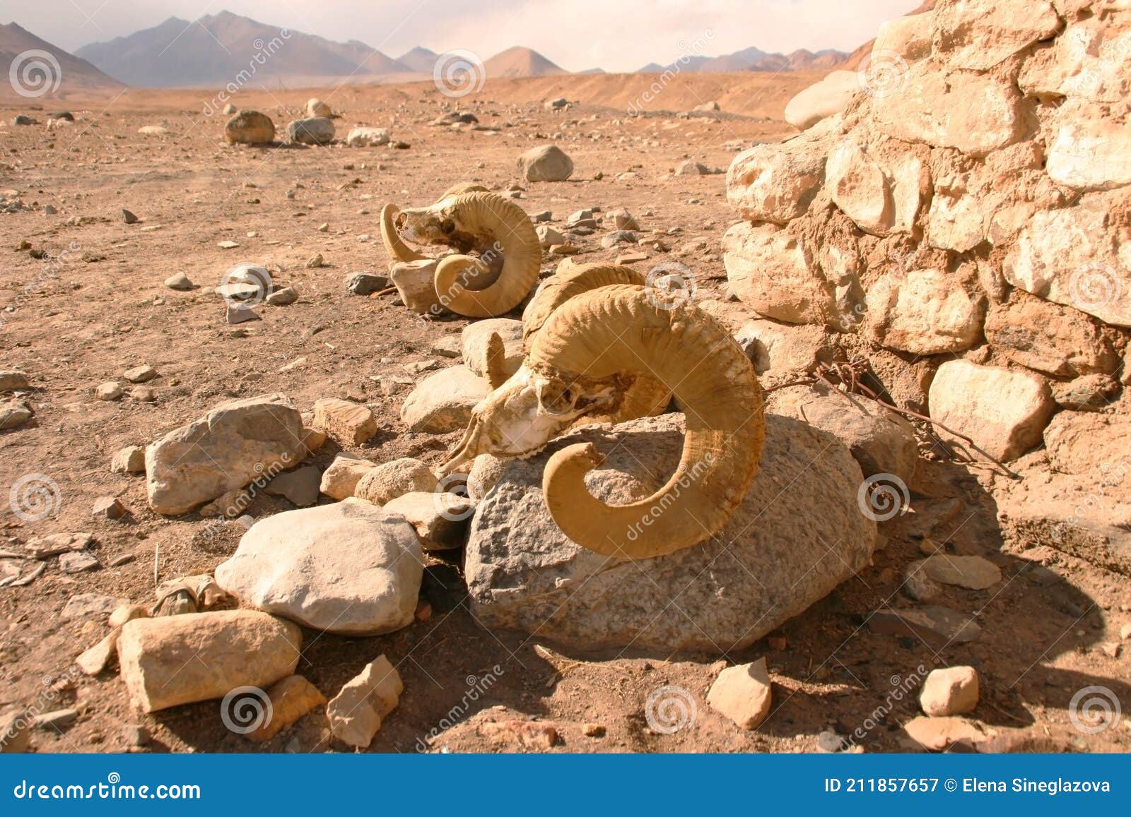 An Animal Skull at the Pass To Enter the Pamir Stock Image - Image of ...