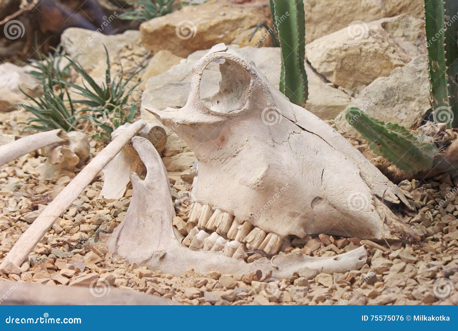 Animal Skull among the Rocks and Cactus in a Desert Stock Photo - Image ...